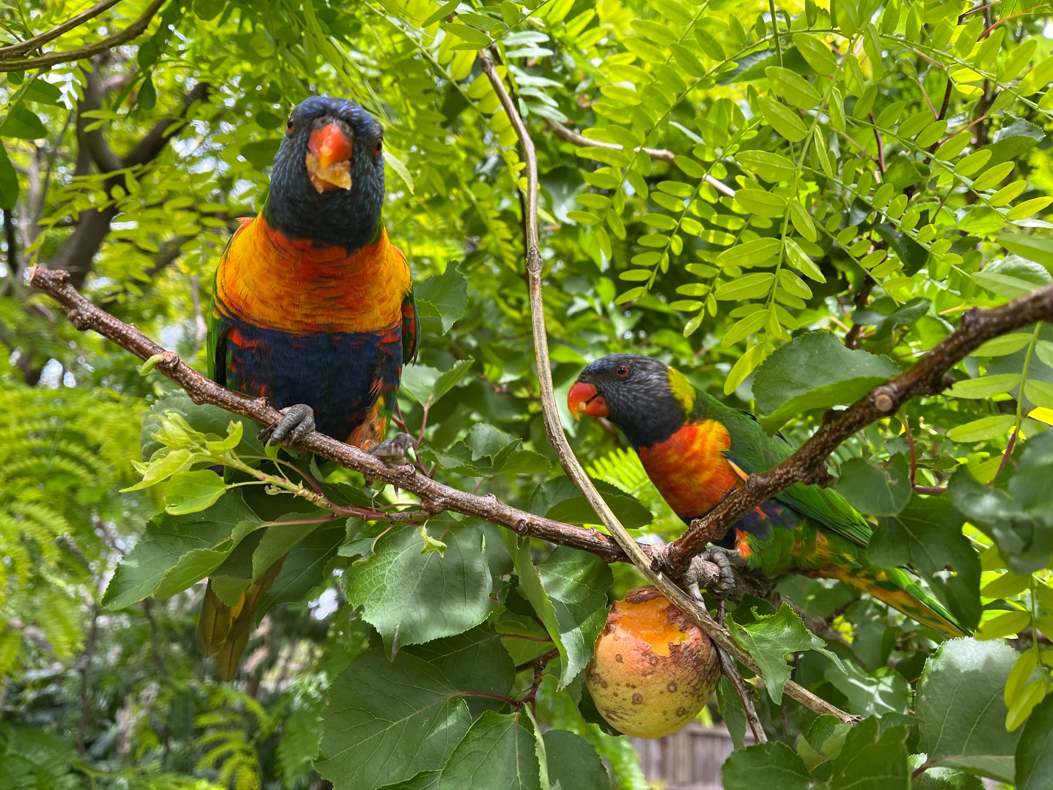 Under the Mango Tree – Designer’s Diary – Deep Print Games